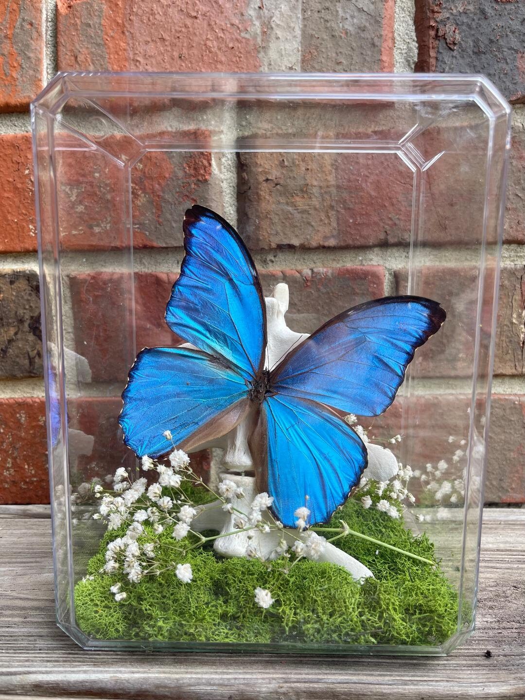 Morpho Deer Vertebrae Terrarium - Etsy