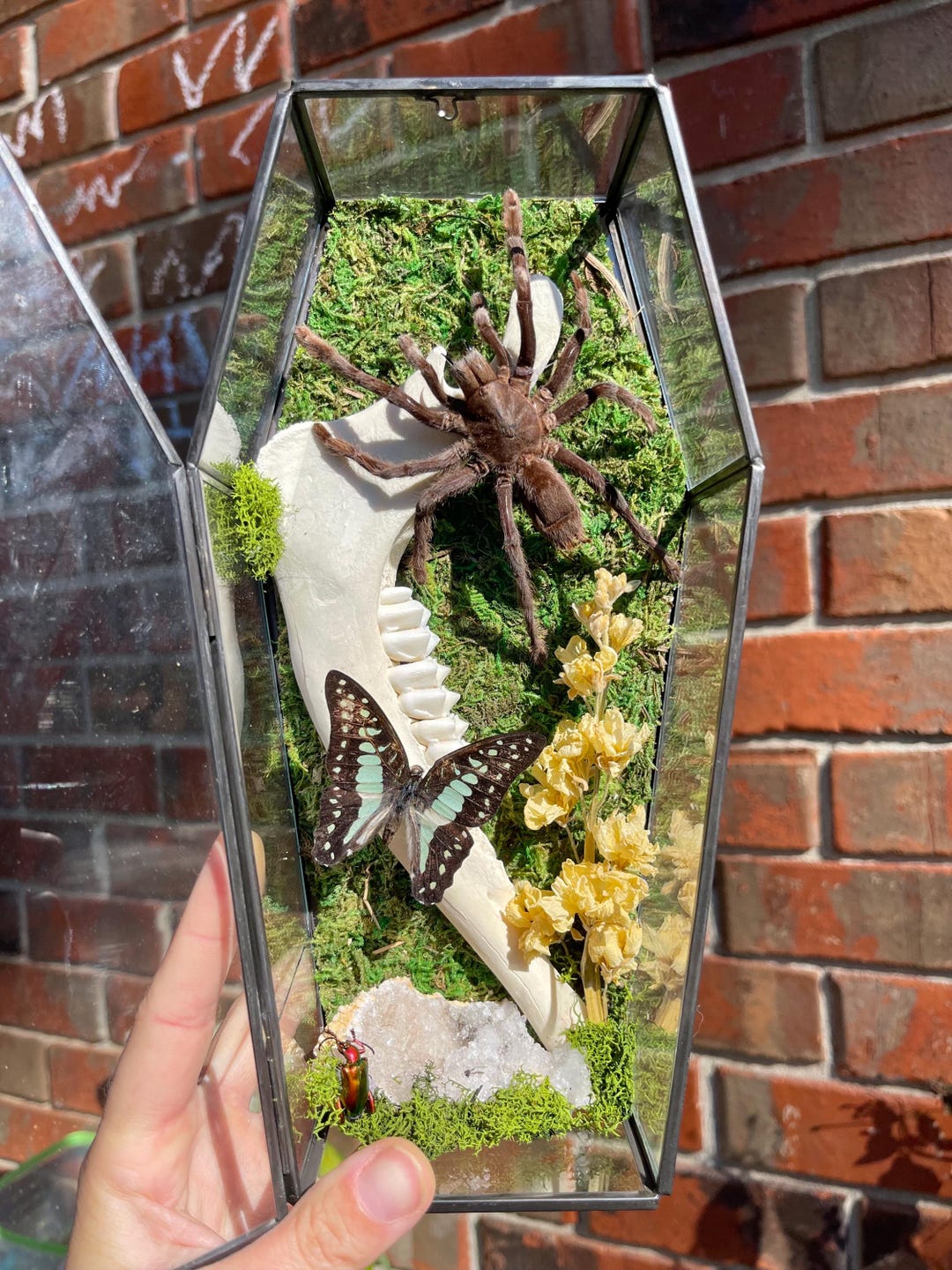 Tarantula/deer Jaw Glass Coffin - Etsy