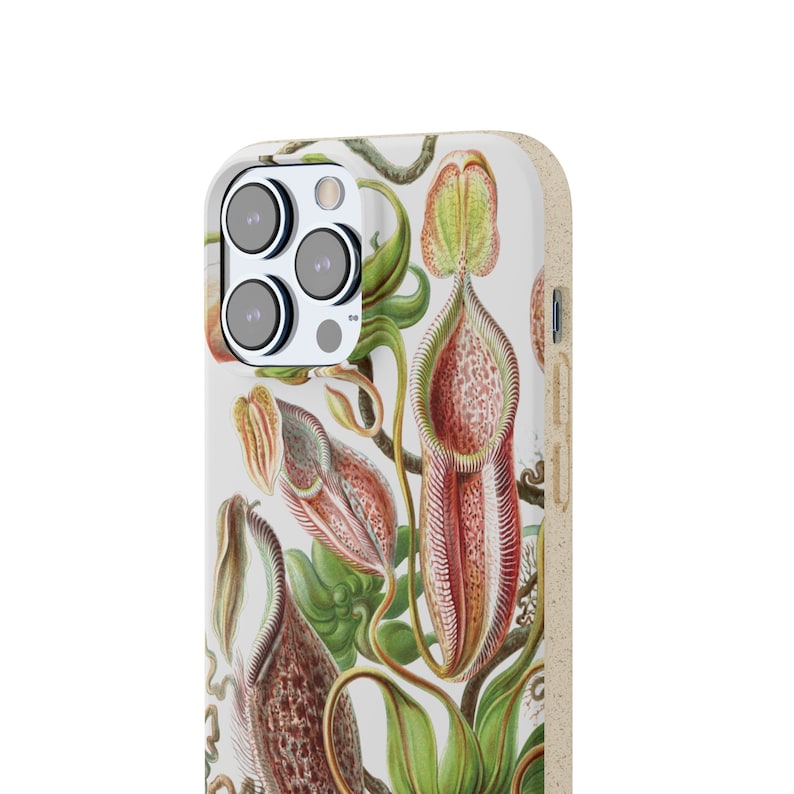 Carnivorous Pitcher Plants - Vintage 1899 Botanical Illustration ...