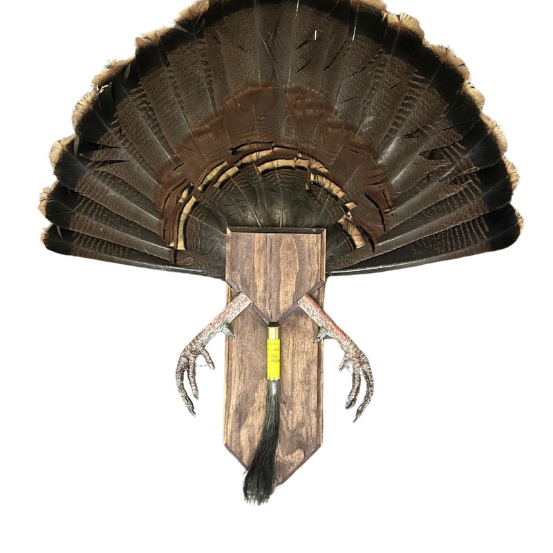 Turkey Fan Mount - Etsy