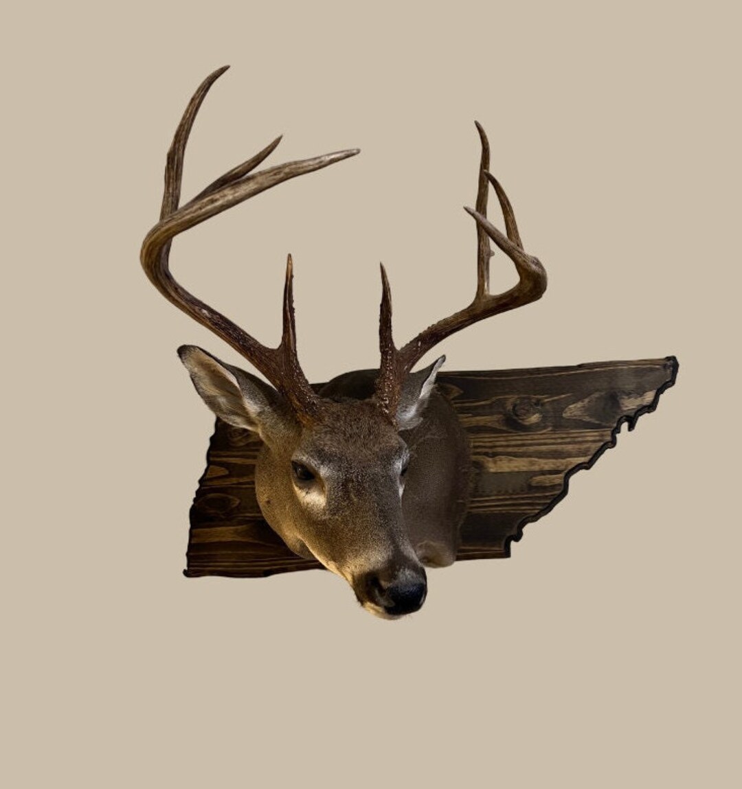 Deer Plaque, State Plaque, Euro Mount, Mounts, Wood Work, Hunting ...