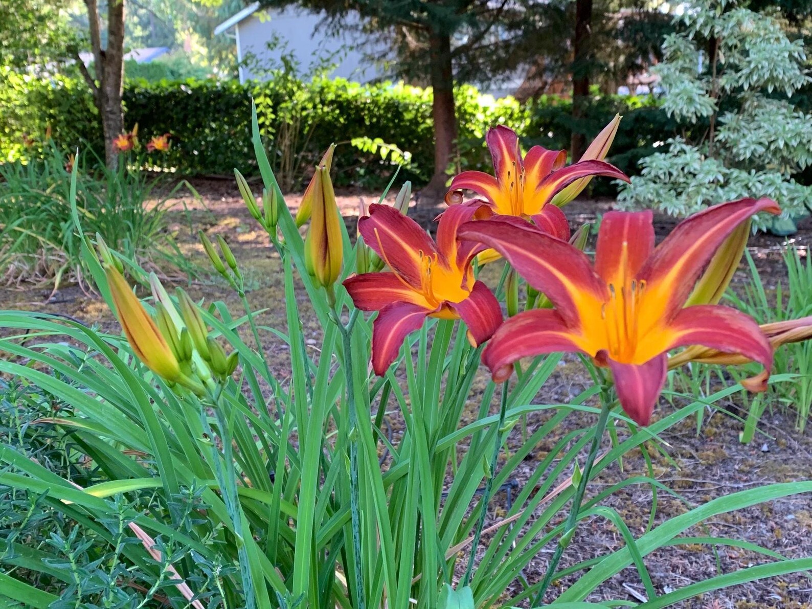 3 Bare Root Daylily Fans | Hemerocallis ‘crimson Pirate’ - Vibrant Red ...