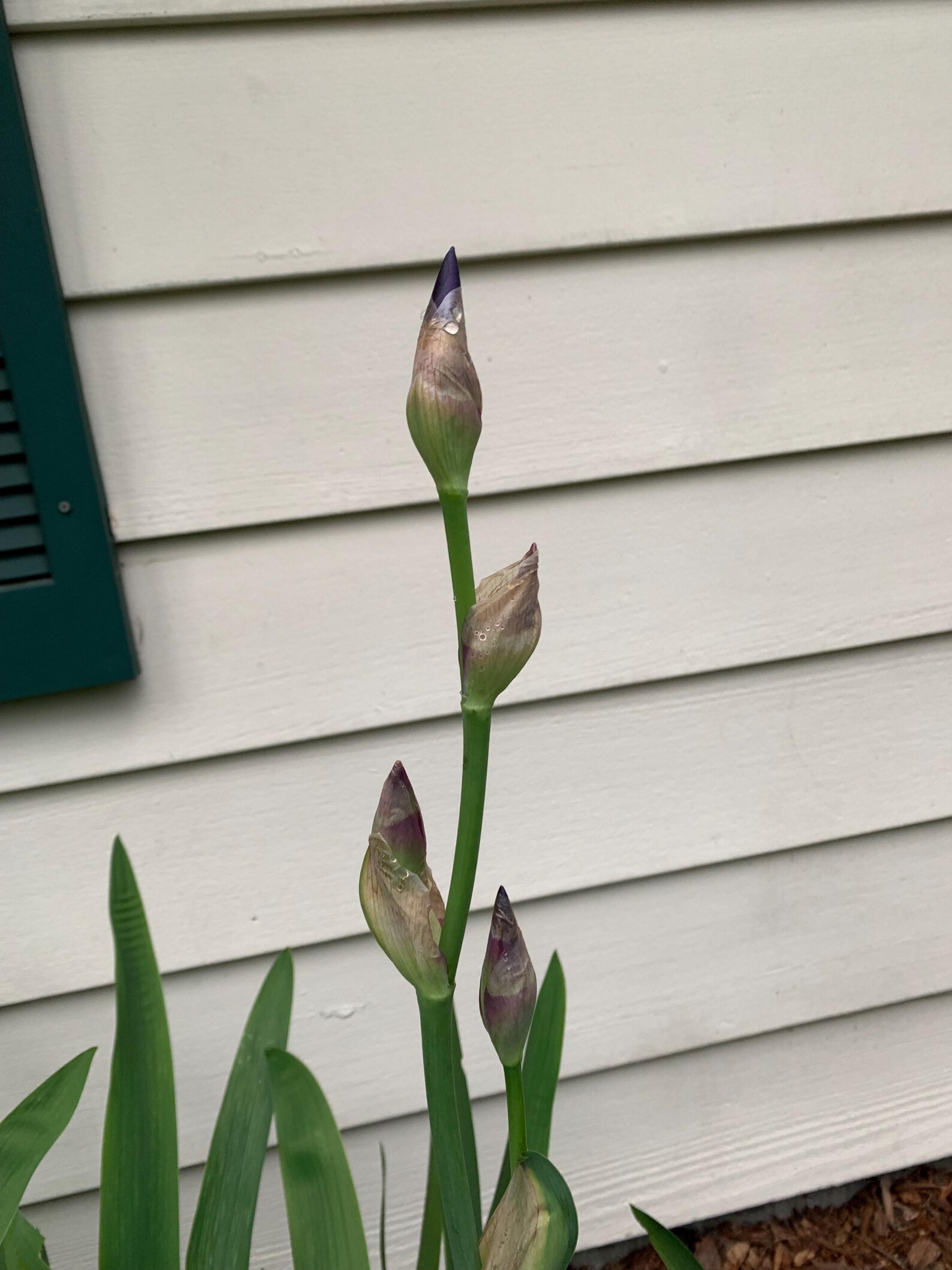 Bearded Iris Rhizome Iris william A. Setchell - Etsy