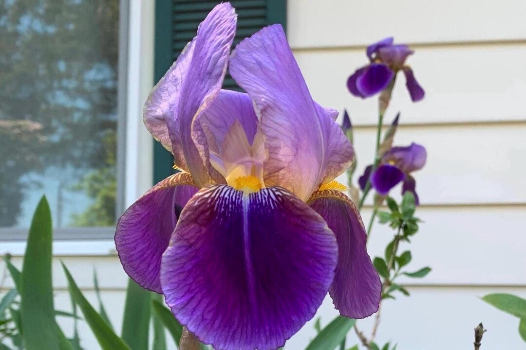 Bearded Iris Rhizome Iris william A. Setchell - Etsy