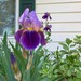 Bearded Iris Rhizome Iris william A. Setchell - Etsy
