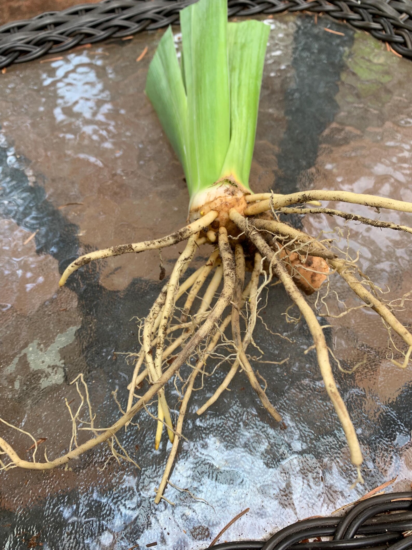 Bearded Iris Rhizome Iris william A. Setchell - Etsy