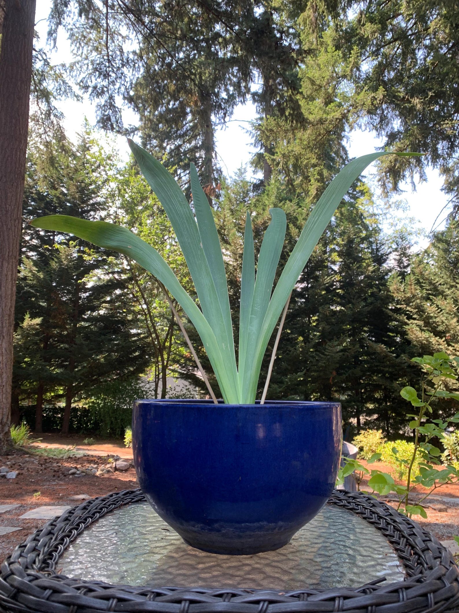 Bearded Iris Rhizome Iris william A. Setchell - Etsy