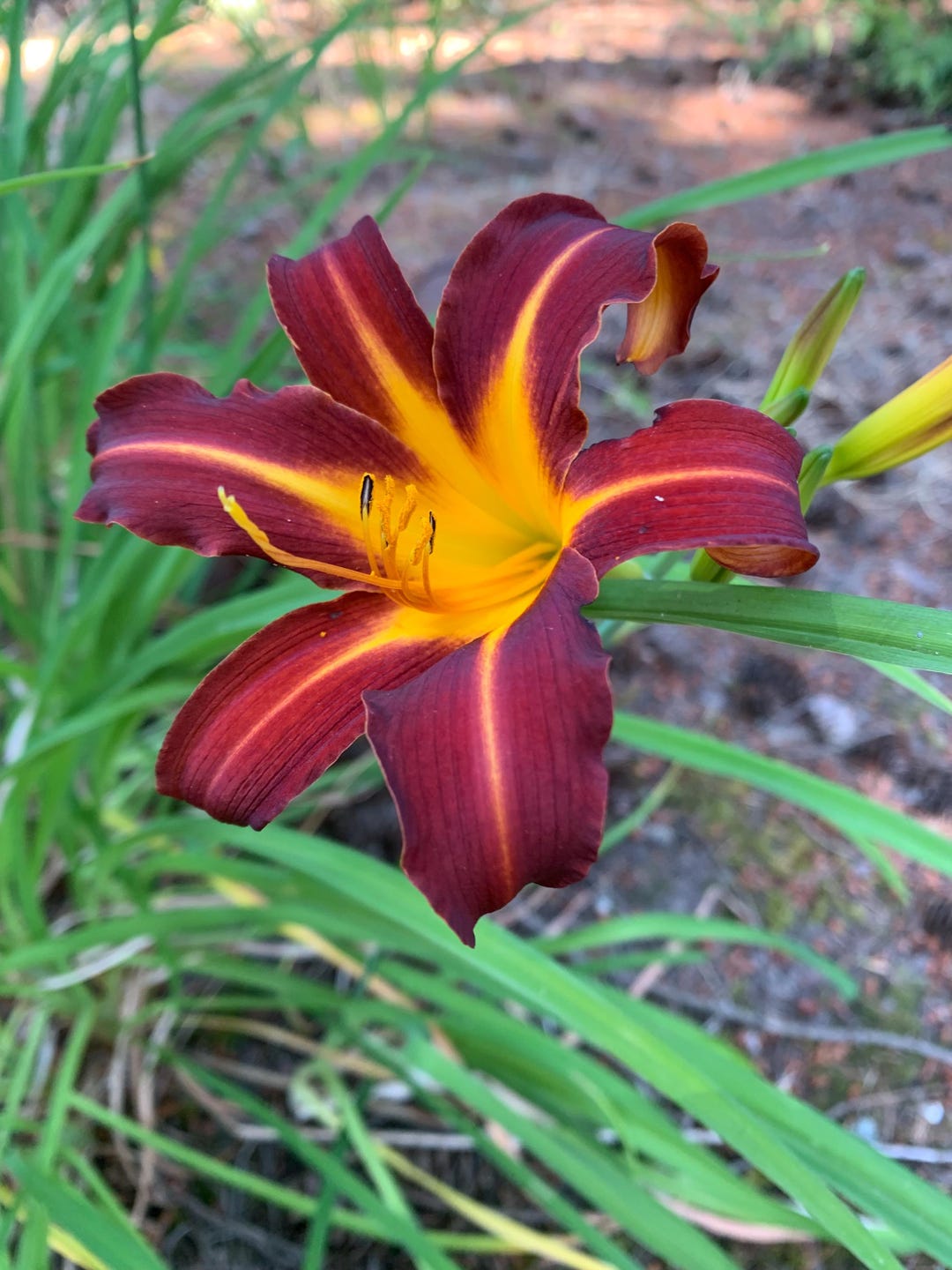 3 Bare Root Daylily Fans | Hemerocallis ‘crimson Pirate’ - Vibrant Red ...