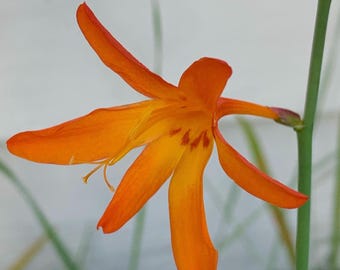 Lucifer Crocosmia Flower Bulbs - African Sword Lily - Hardy Perennial ...