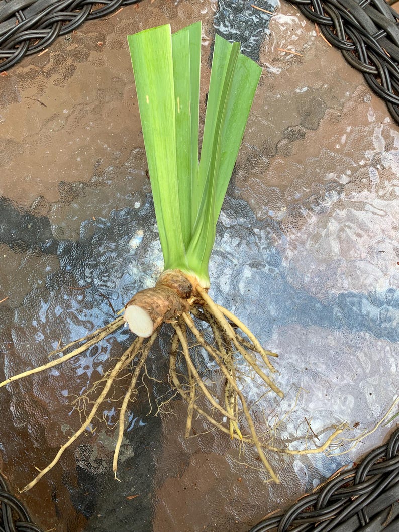 Bearded Iris Rhizome Iris william A. Setchell - Etsy