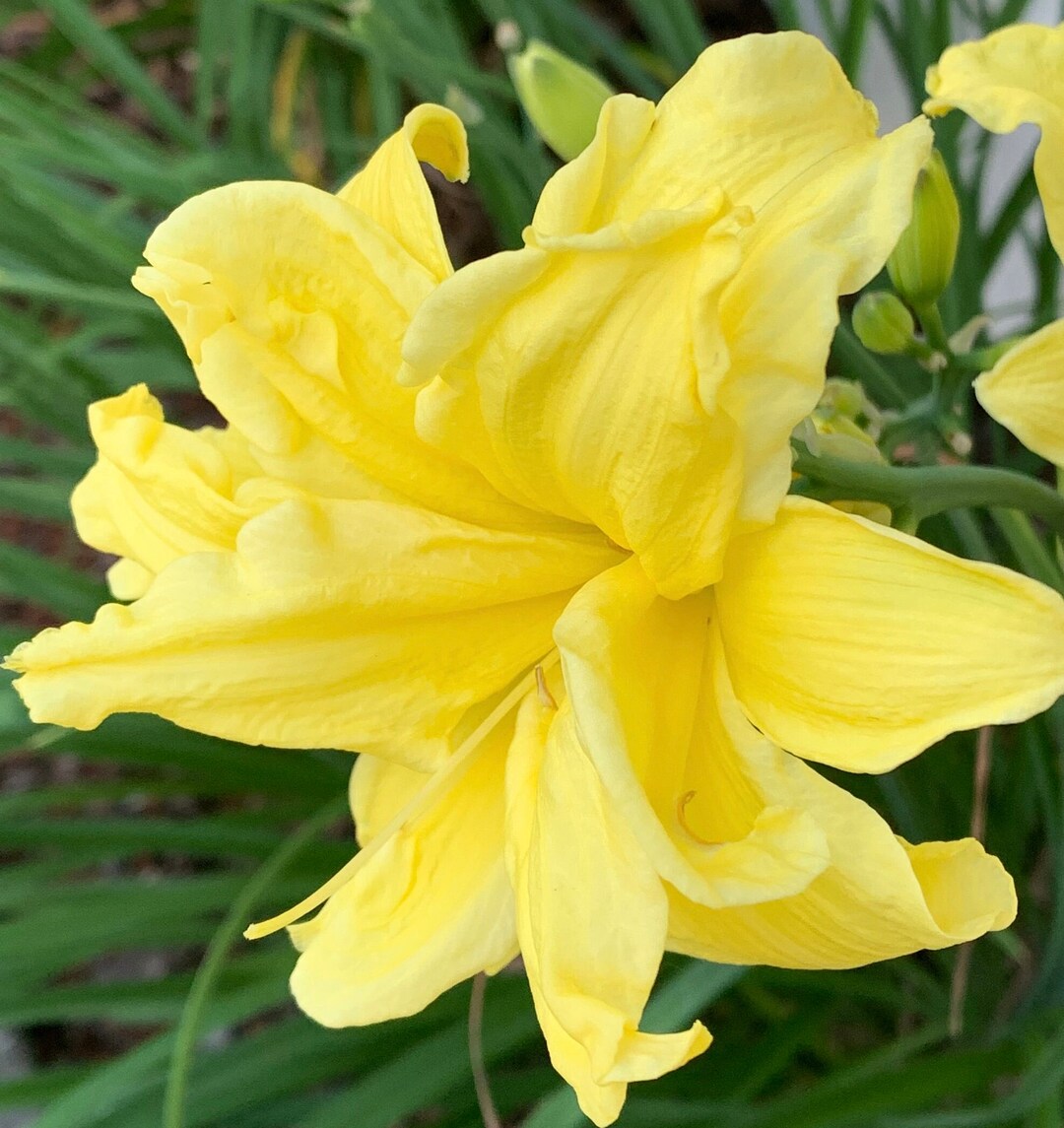 3 Bare Root Daylily Fans | Hemerocallis ‘double River Wye’ - Soft ...