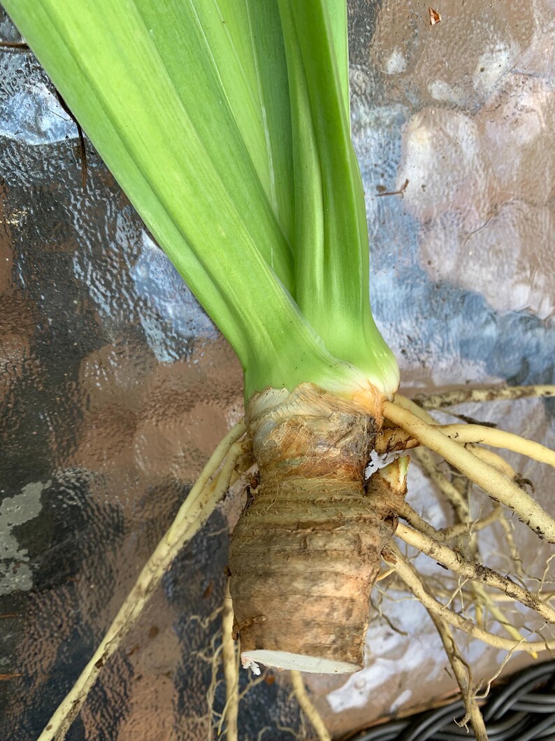 Bearded Iris Rhizome Iris william A. Setchell - Etsy