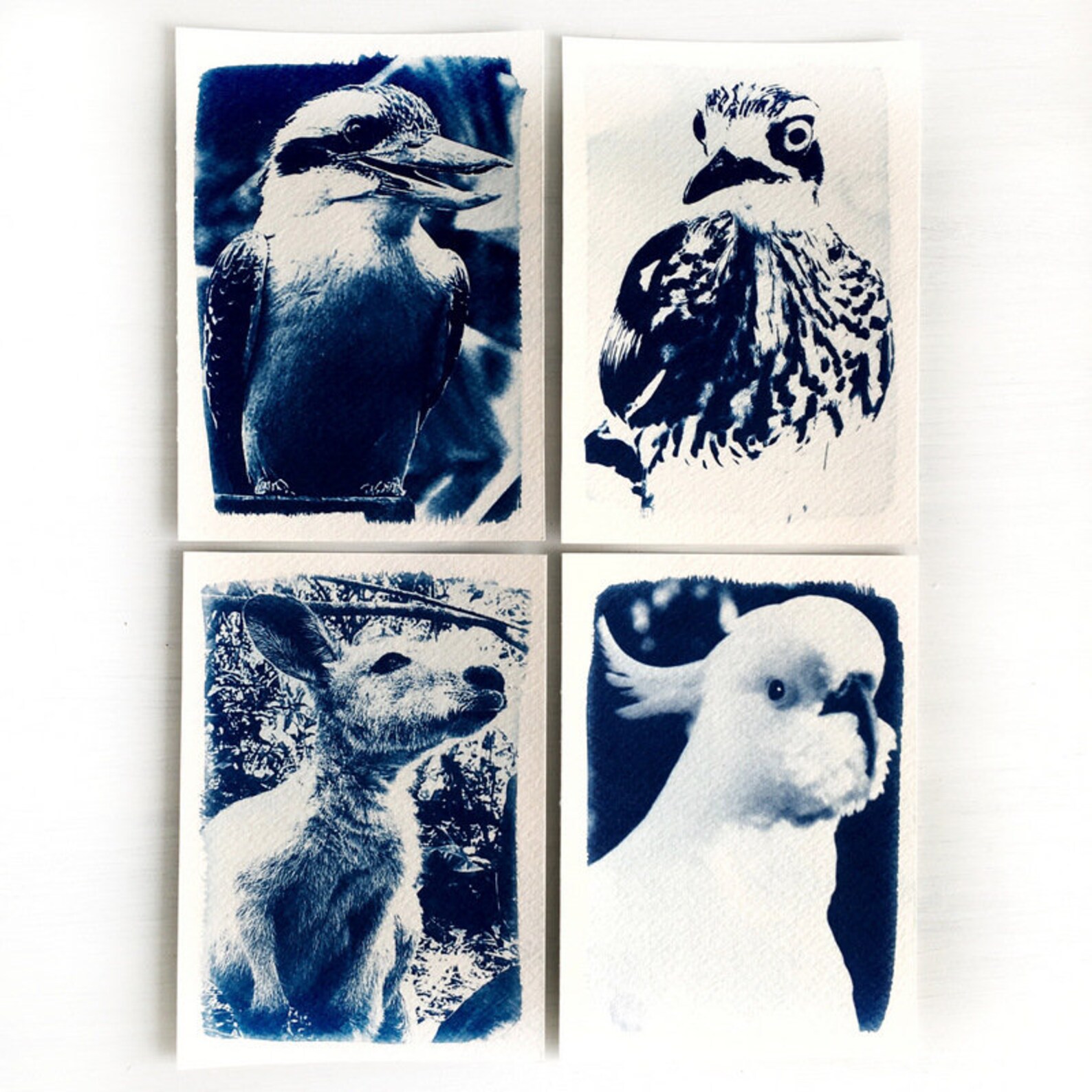 Original Cyanotype Art Print Set of Four Australian Native | Etsy