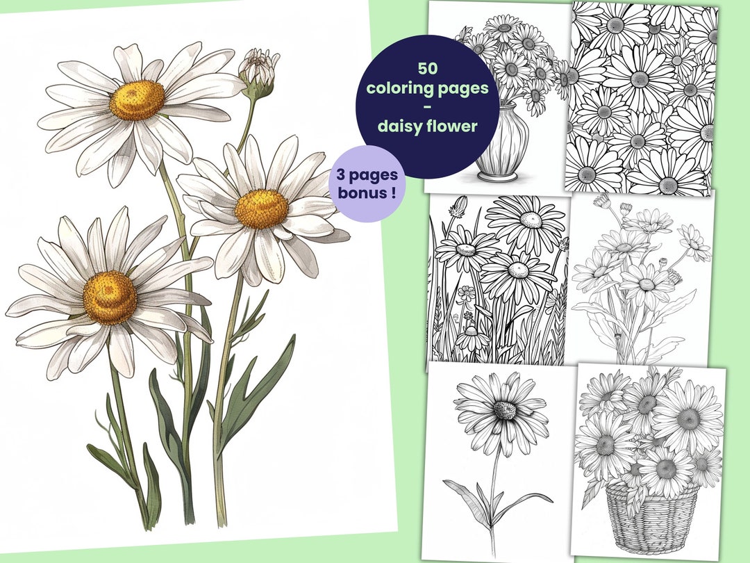 50 Daisy Flower Coloring Pages, Coloring Book for Adults and Kids ...