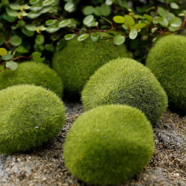 Moss Ball Terrarium - Etsy