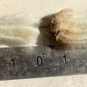 Fresh Fleece Raw Merino Wool Sheared in May 1 Pound - Etsy