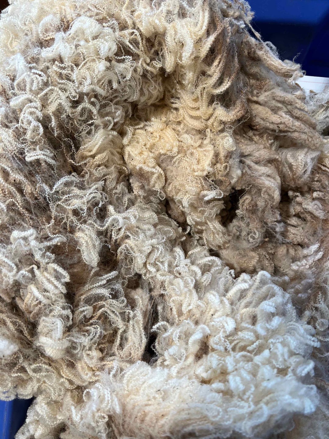 Lovely Raw Merino Wool 1 Pound Very Long Curly Crimp - Etsy