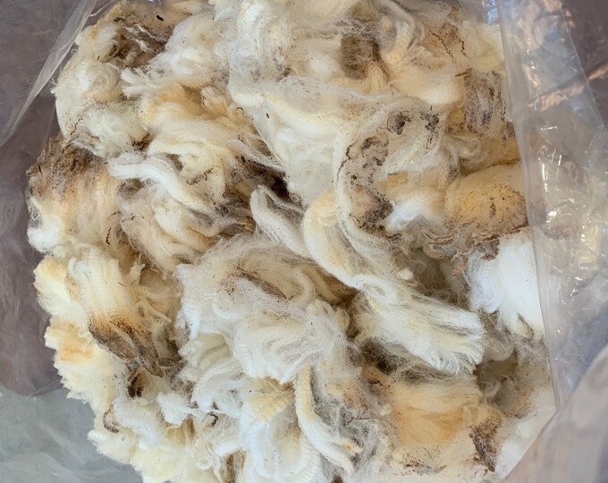 Fresh Fleece Raw Merino Wool Sheared in May 1 Pound - Etsy