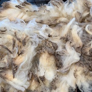 Fresh Fleece Raw Merino Wool Sheared in May 1 Pound - Etsy