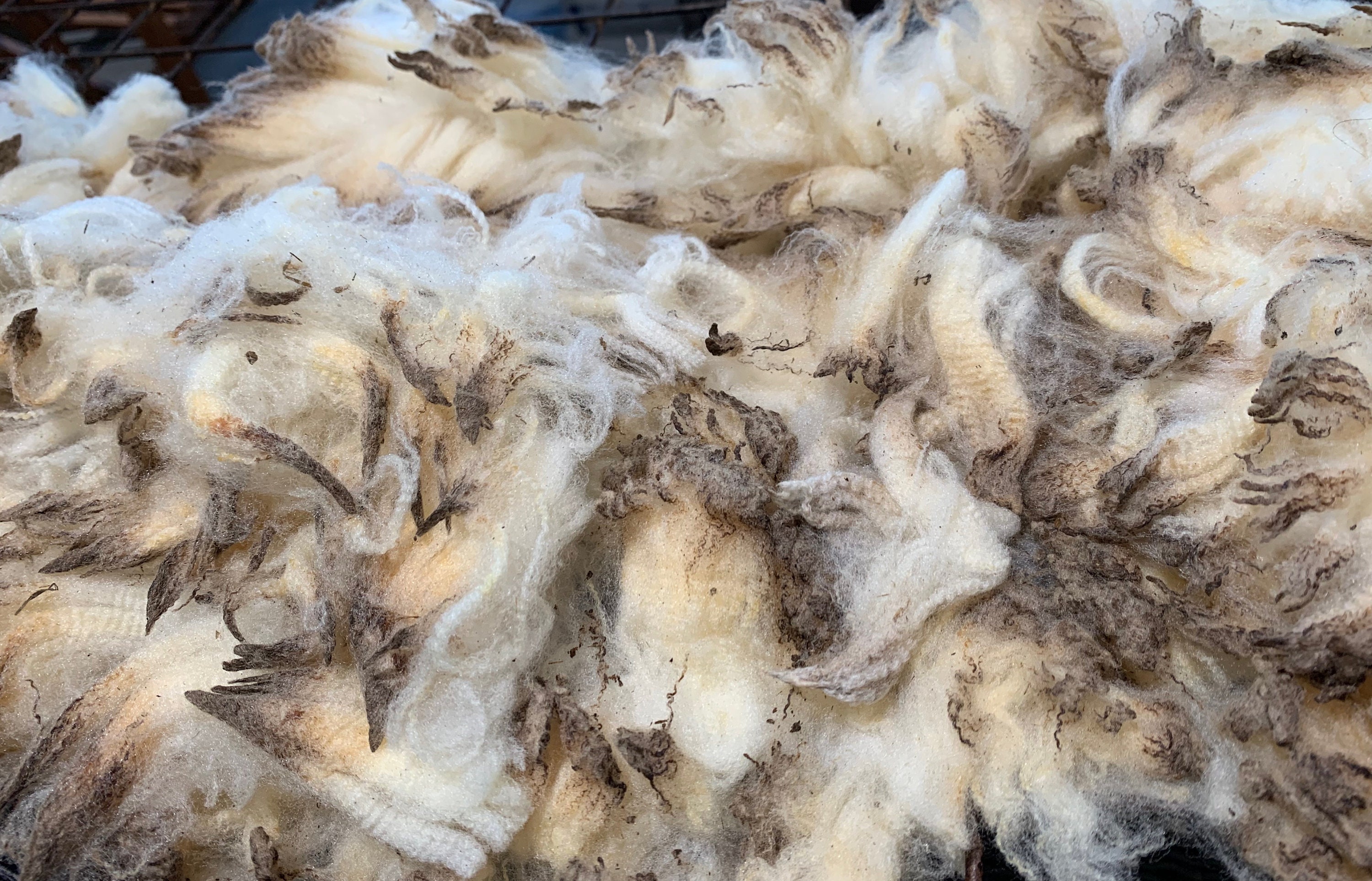 Fresh Fleece Raw Merino Wool Sheared in May 1 Pound - Etsy