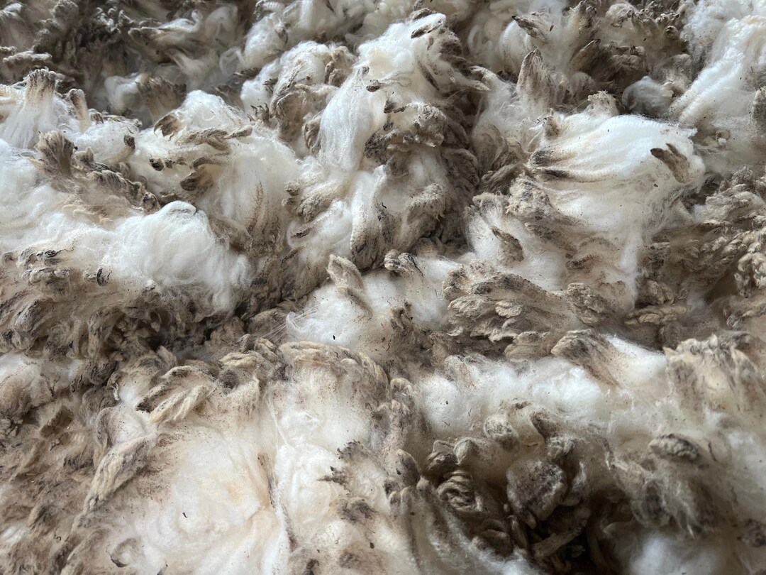 Lovely Natural White Merino Fleece 2 Pounds for Felting Spinning. - Etsy