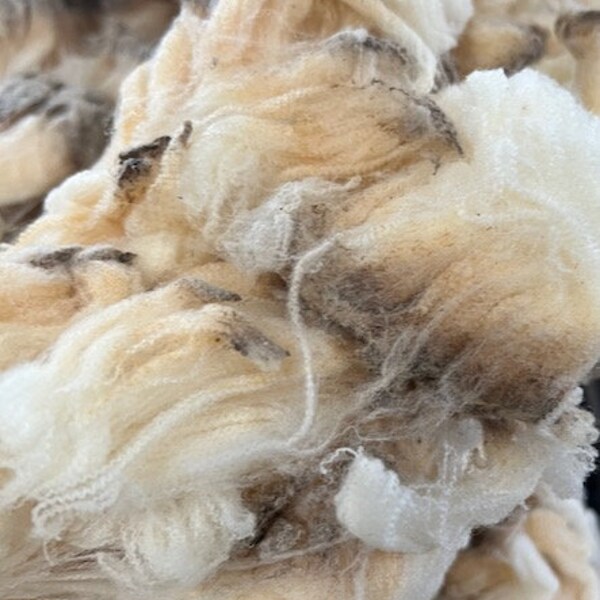 Cormo Fleece - Etsy