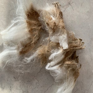 Fresh Fleece Raw Merino Wool Sheared in May 1 Pound - Etsy