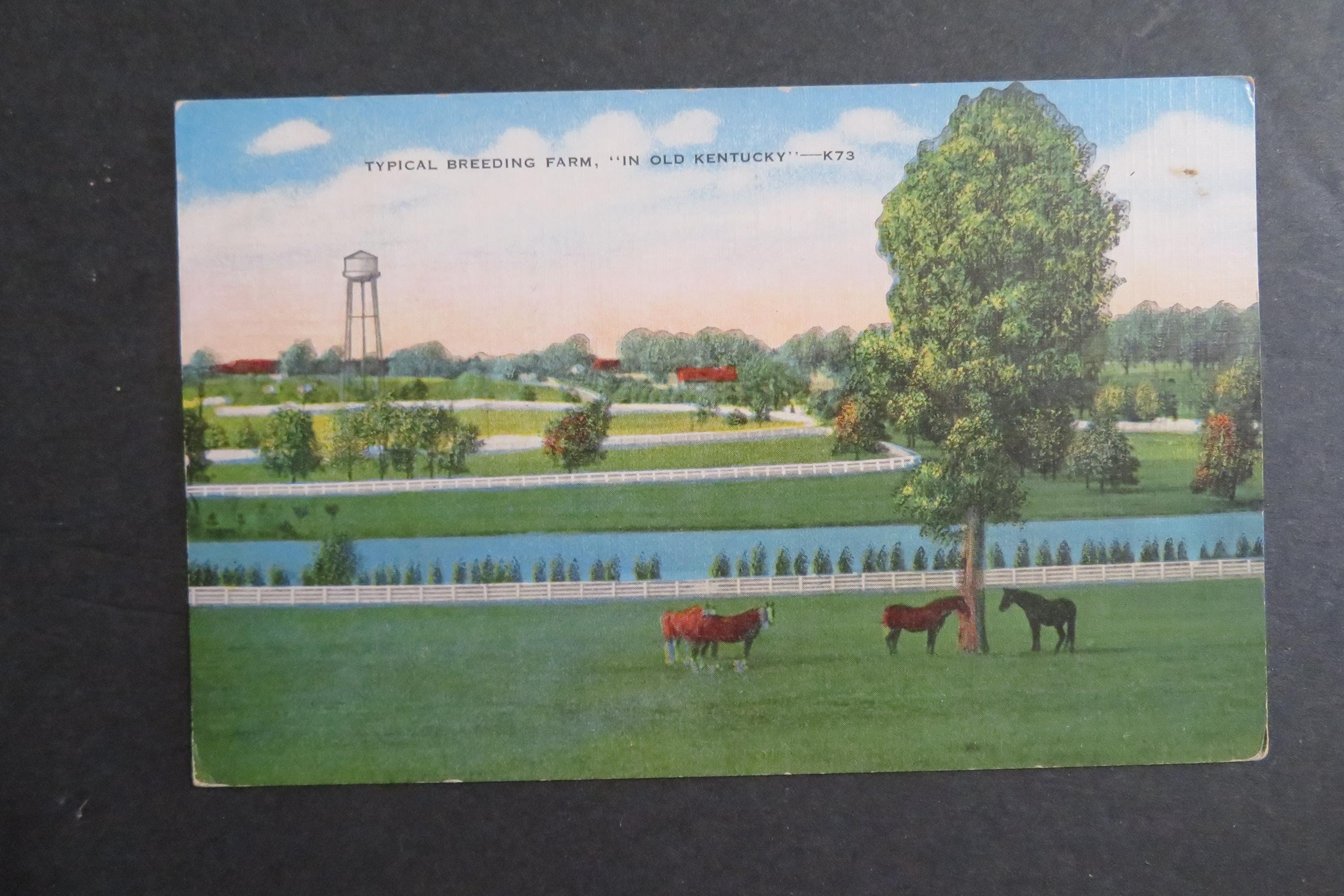 Kentucky: Typical Horse Breeding Farm in Old Kentucky Louisville Derby ...