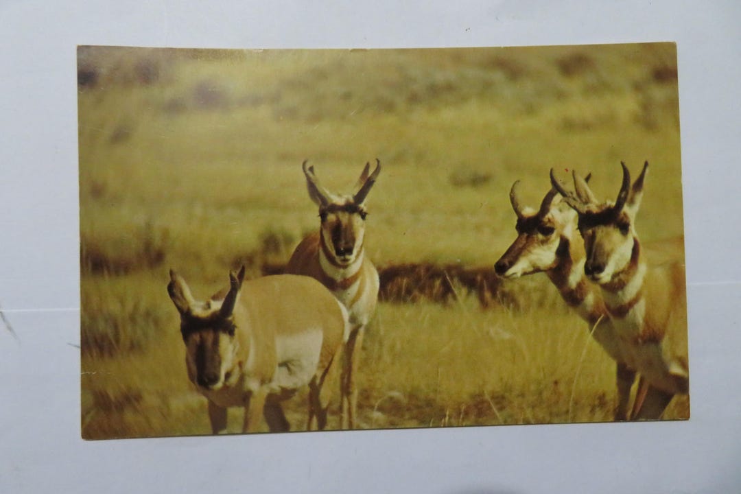 Western Plains Antelope / American Pronghorn Antelope Vintage Postcard ...