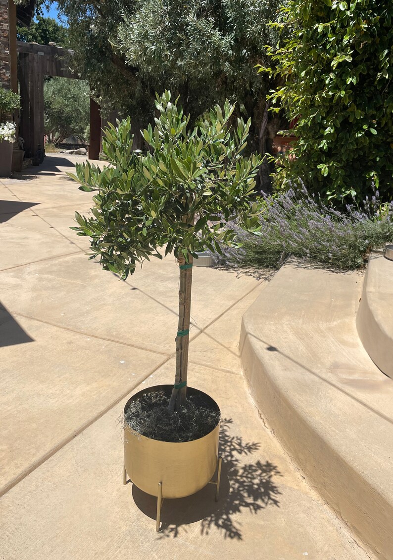 Olea Europaea, Small Olive Trees, Little Ollie, Petite Olive, Drawf ...