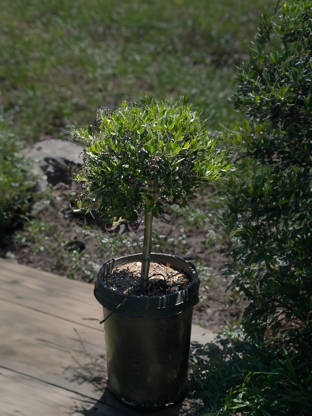 Olea Europaea, Small Olive Trees, Little Ollie, Petite Olive, Drawf ...