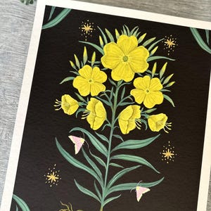 Evening Primrose - Botanical Art - Herbal Art - Print - Etsy