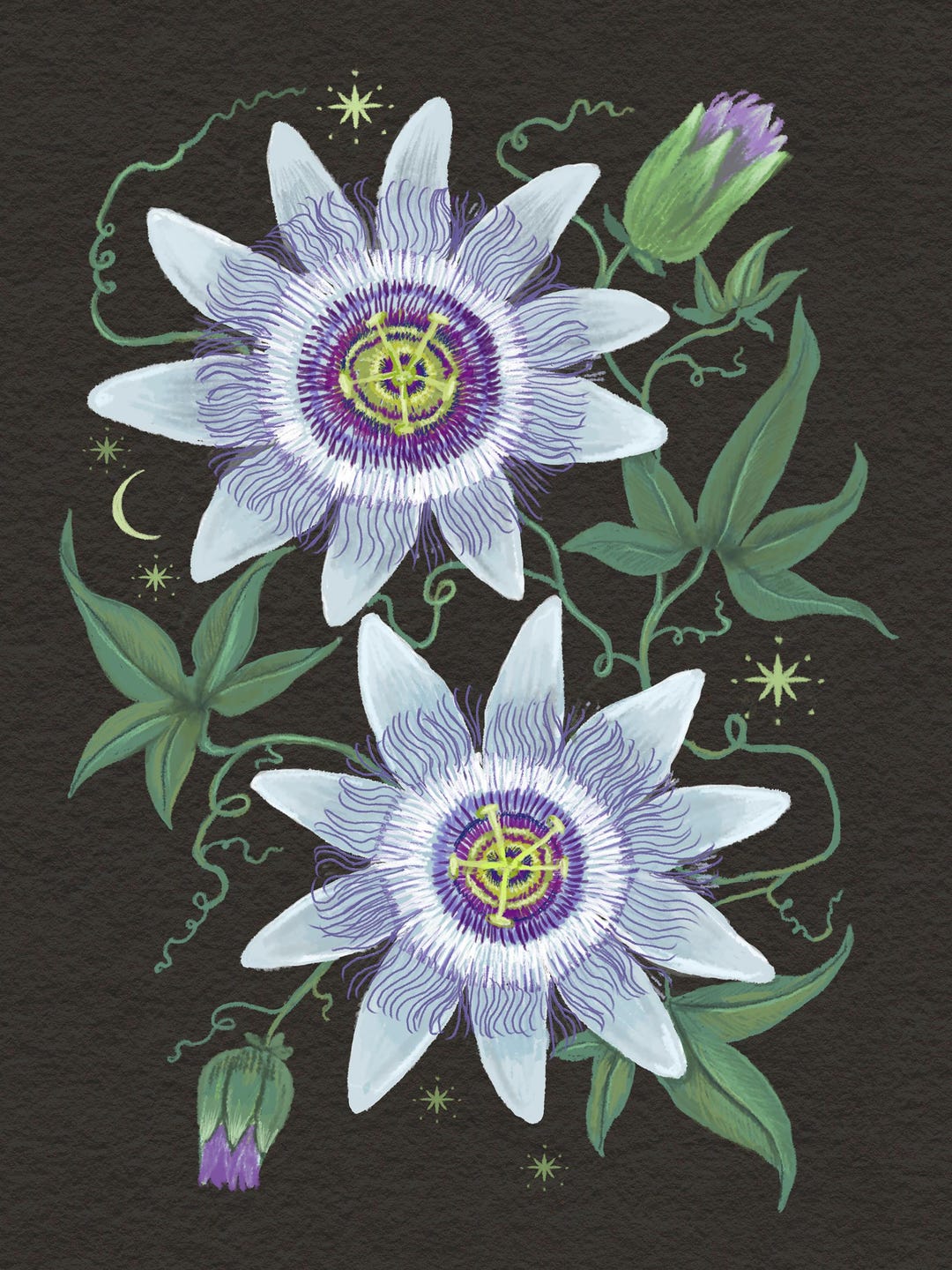 Passionflower - Botanical Art - Print - Etsy