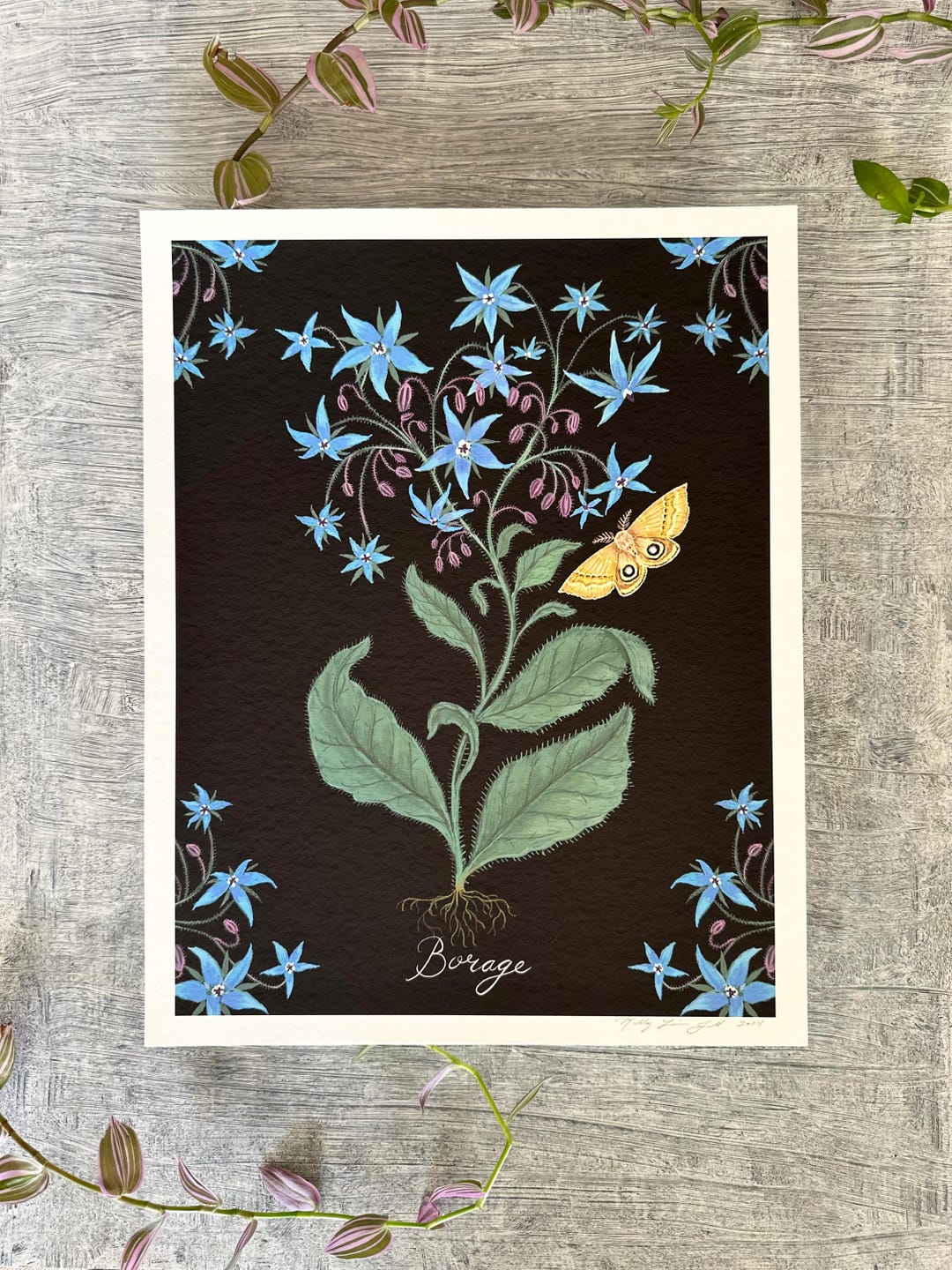 Borage - Botanical Art - Herbal Art - Print - Etsy