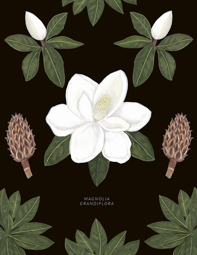 Magnolia grandiflora - Print