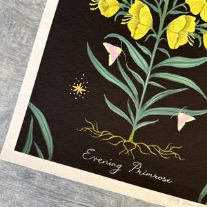 Evening Primrose - Botanical Art - Herbal Art - Print - Etsy