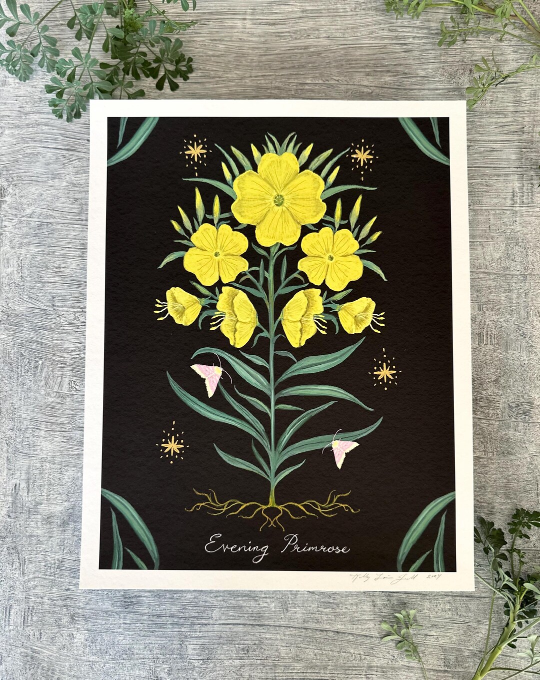 Evening Primrose - Botanical Art - Herbal Art - Print - Etsy