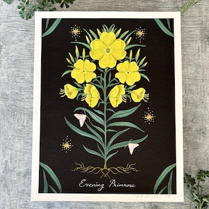 Evening Primrose - Botanical Art - Herbal Art - Print - Etsy