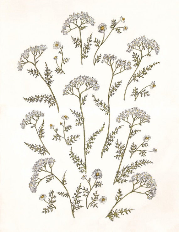 Yarrow Drawing