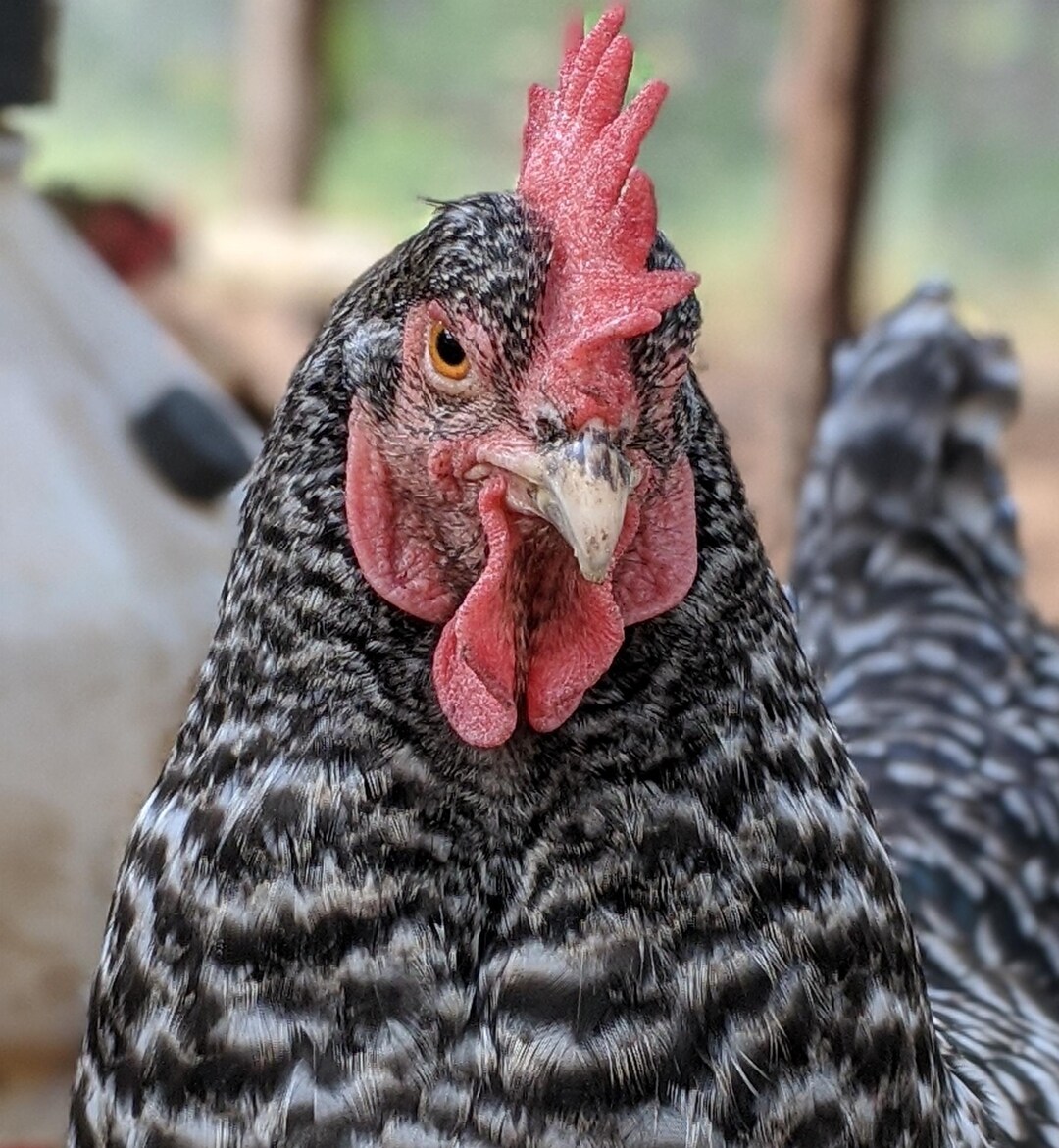 Editable Chicken Sitting, Chicken Sitter, Chicken Care Guideline, Pet ...