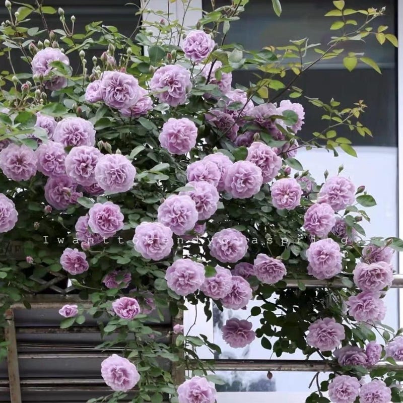 German Rose - Etsy