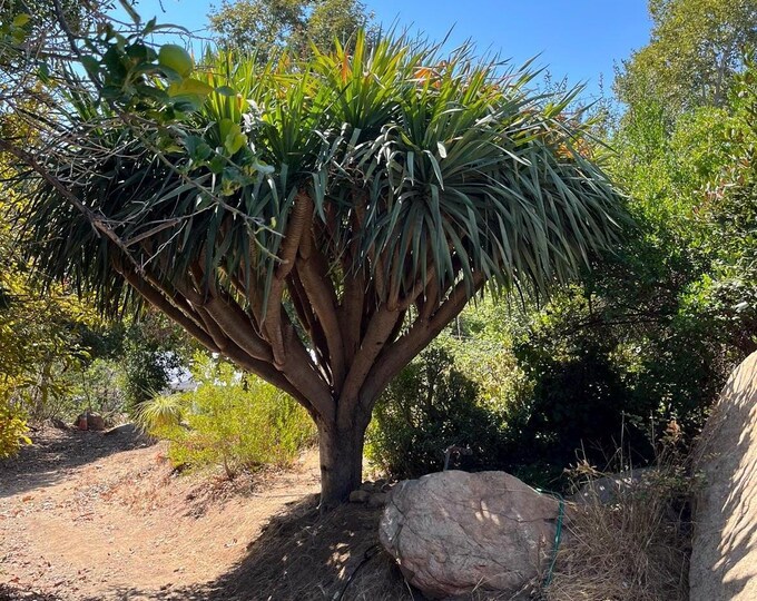 Rare Live Dragons Blood Trees 1 Gallon Does Not Ship to California - Etsy
