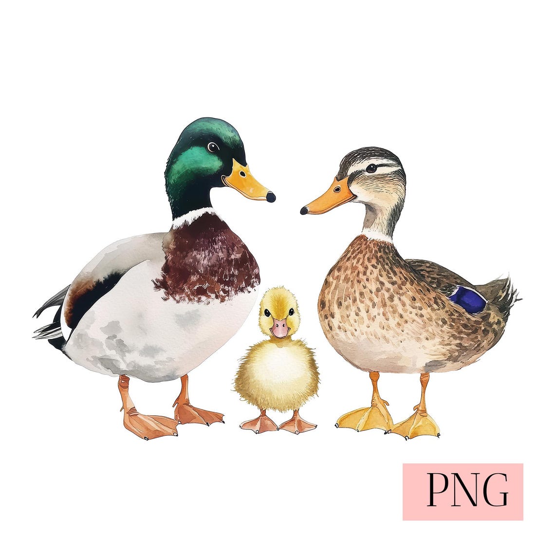 Mallard Duck Family Clipart - Watercolor Duck PNG - Baby Shower Nursery ...
