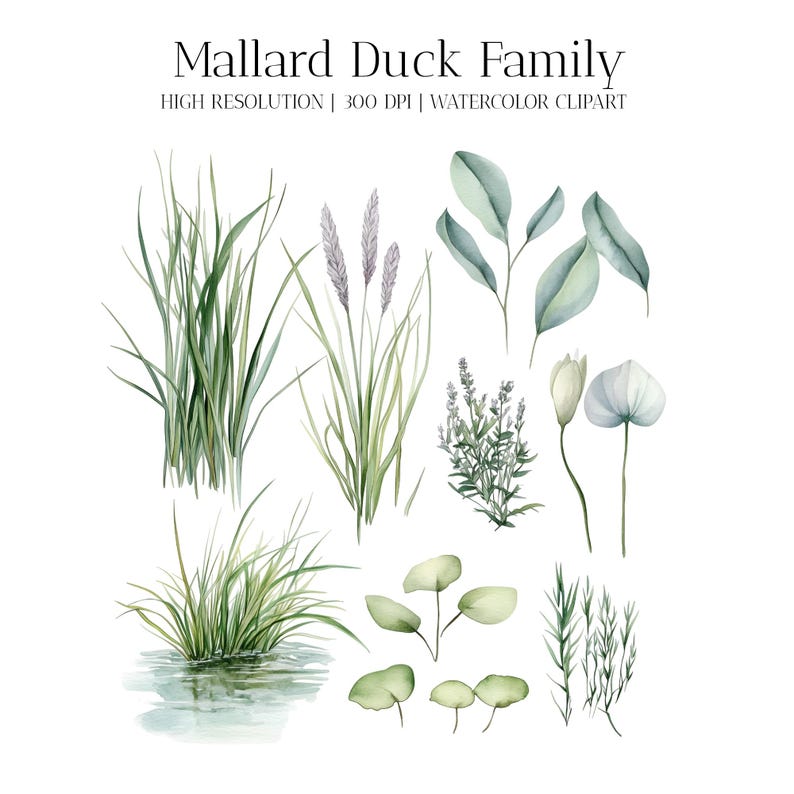 Watercolor Mallard Duck Clipart: PNG Illustration Bundle (digital ...