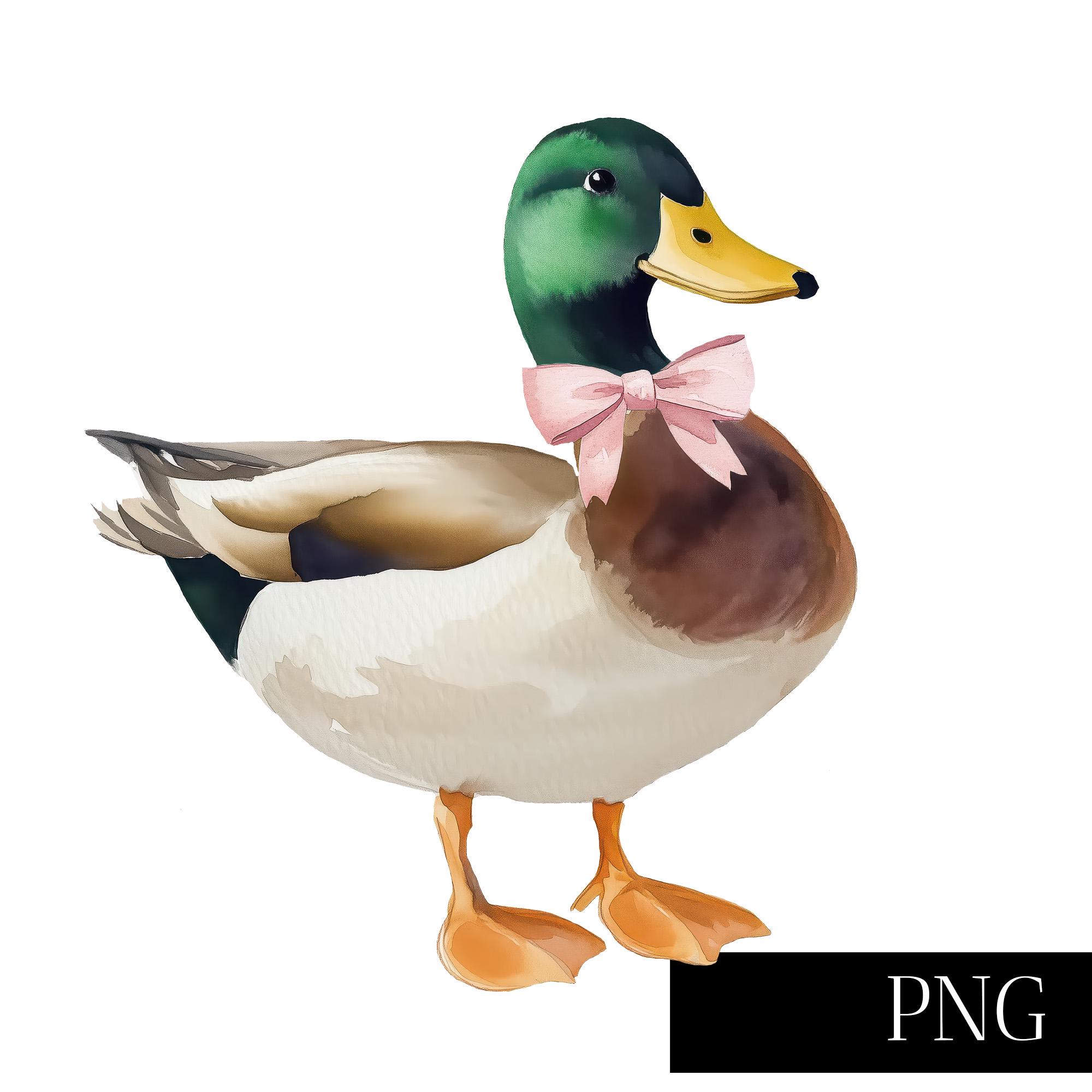 Watercolor Wild Duck Clipart - Mallard Duck With Pink Bow - PNG Digital ...