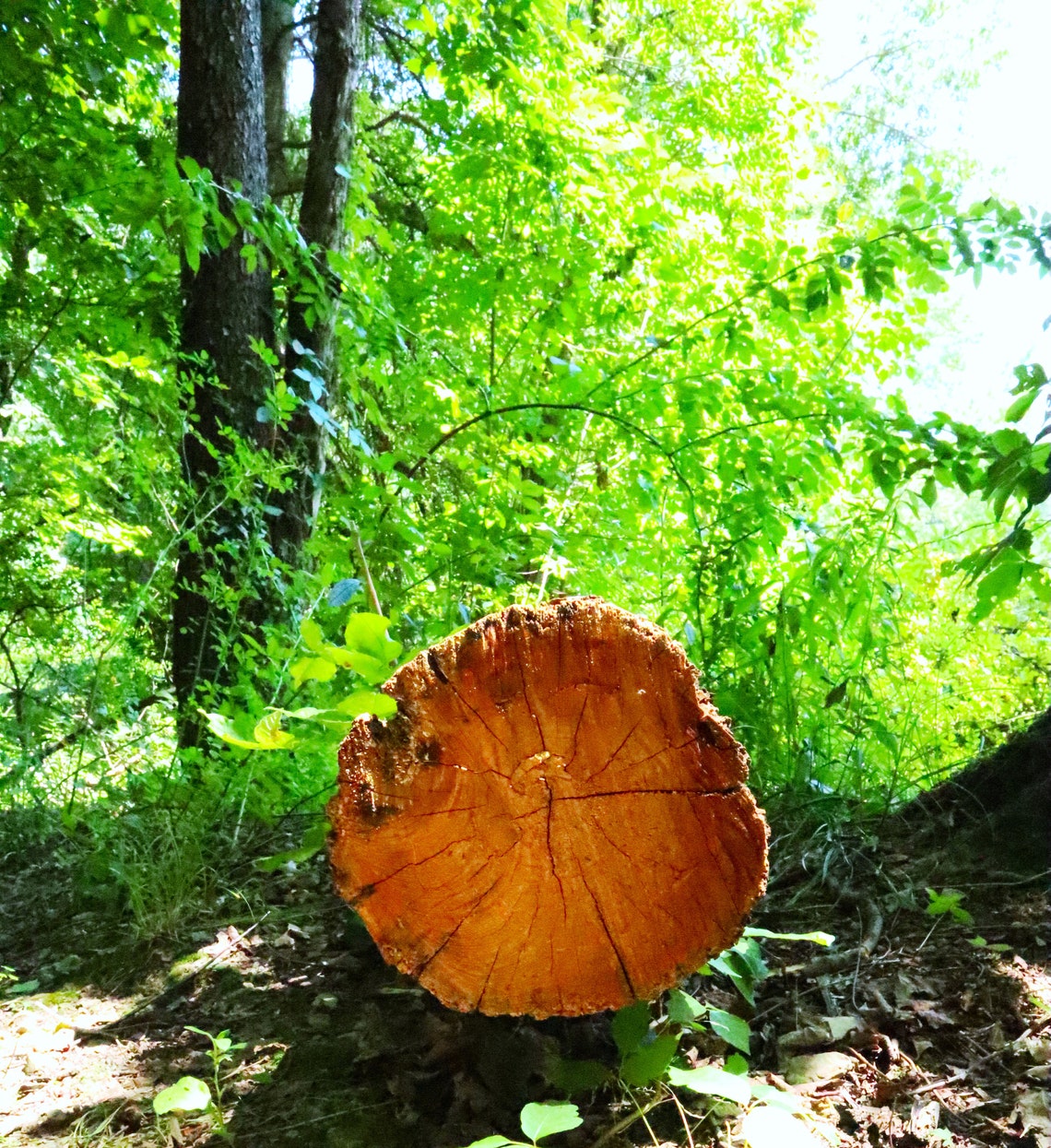 Cut Log in Dix Park, Ravenna, Ohio - Etsy