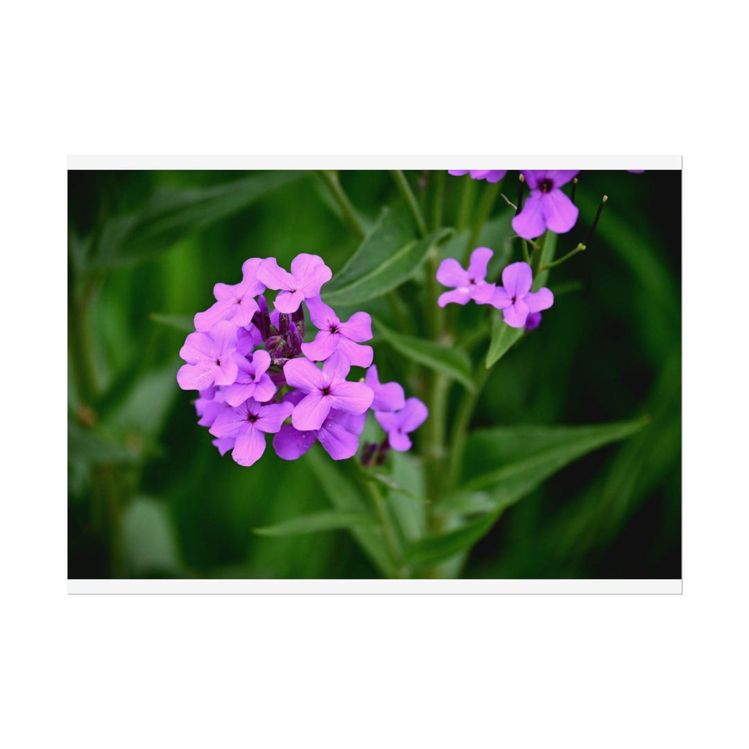 Flowers, Purple Flowers, Wildflowers, Happy, Kansas Flowers, Flint ...