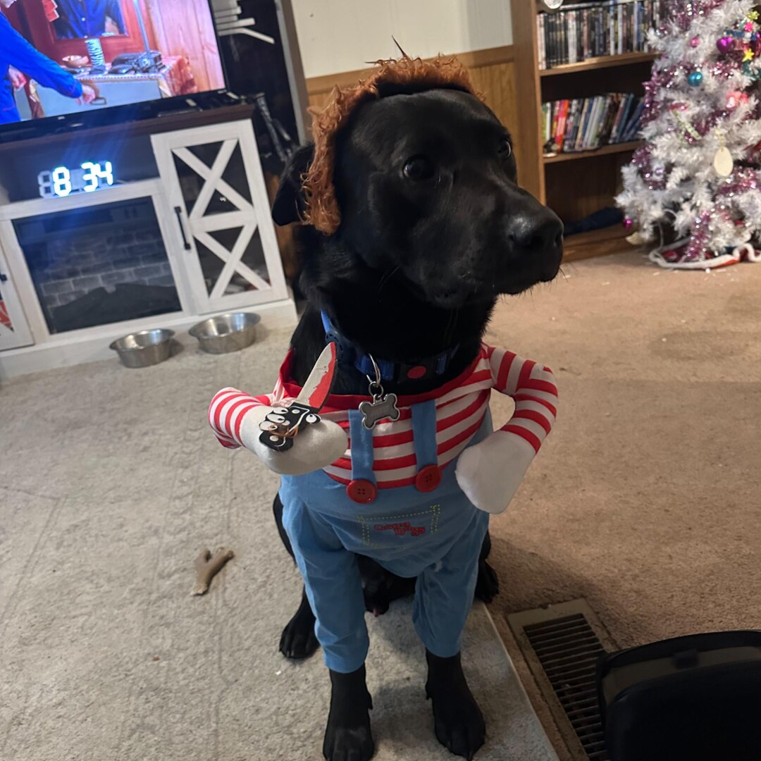 Chucky for Dog or Cat, Dog Costume, Cat Costume, Chucky Wig, Cute ...