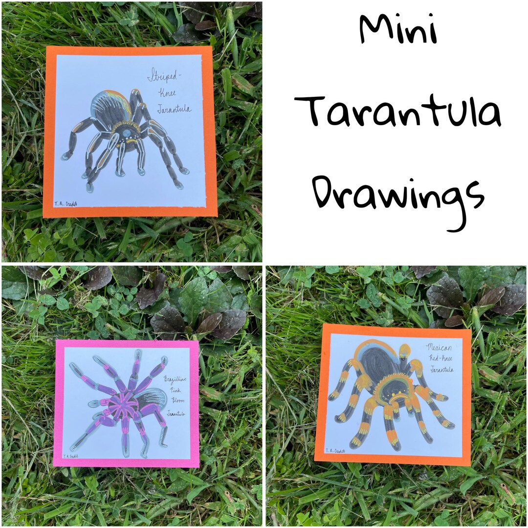 Mini Tarantula Drawings - Red-knee, Pink Bloom, and Striped-knee - Etsy