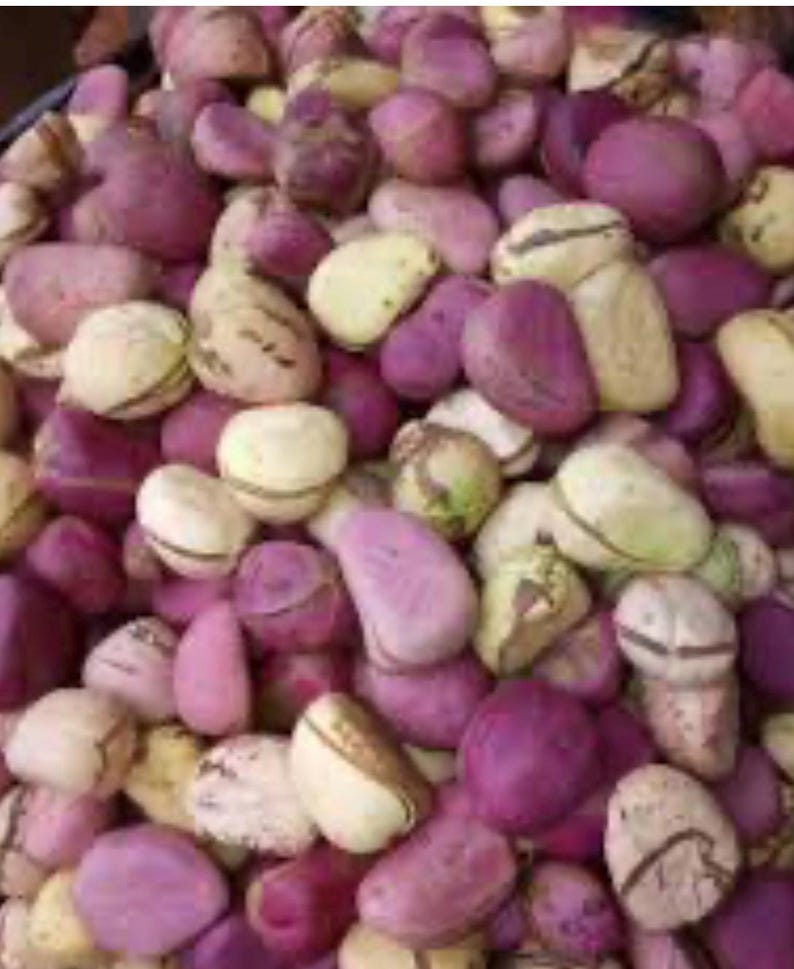 2 Lobes Colanut 8 Oz Africa Cola Nut Kola Nuts - Etsy